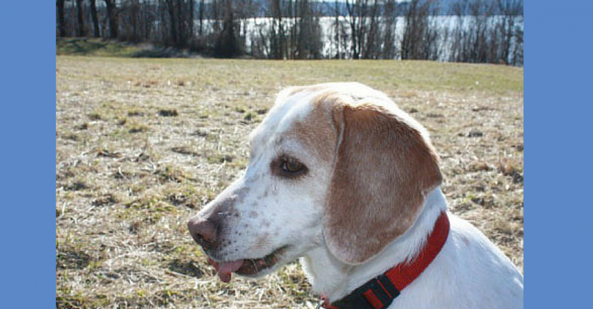 Pet of the Month: Mandi