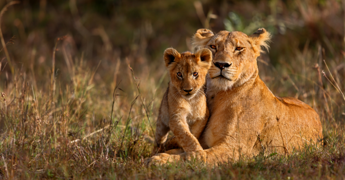 African Lions Face Threat of Extinction - Eco18