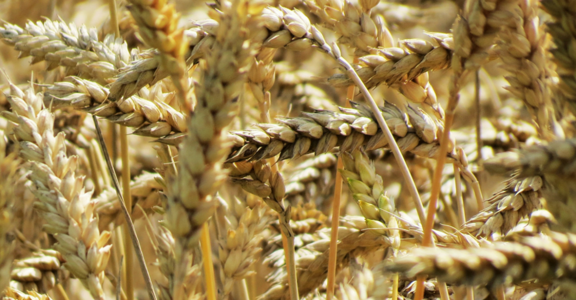 Top 5 Foods for Glowing Skin - Eco18