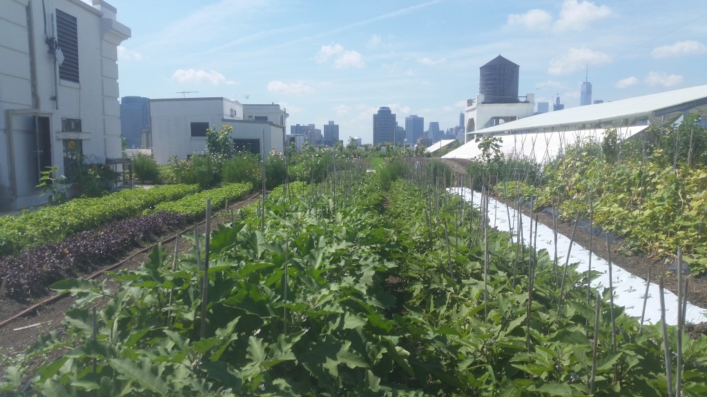 Rooftop Farming: The Brooklyn Grange Farm - Eco18