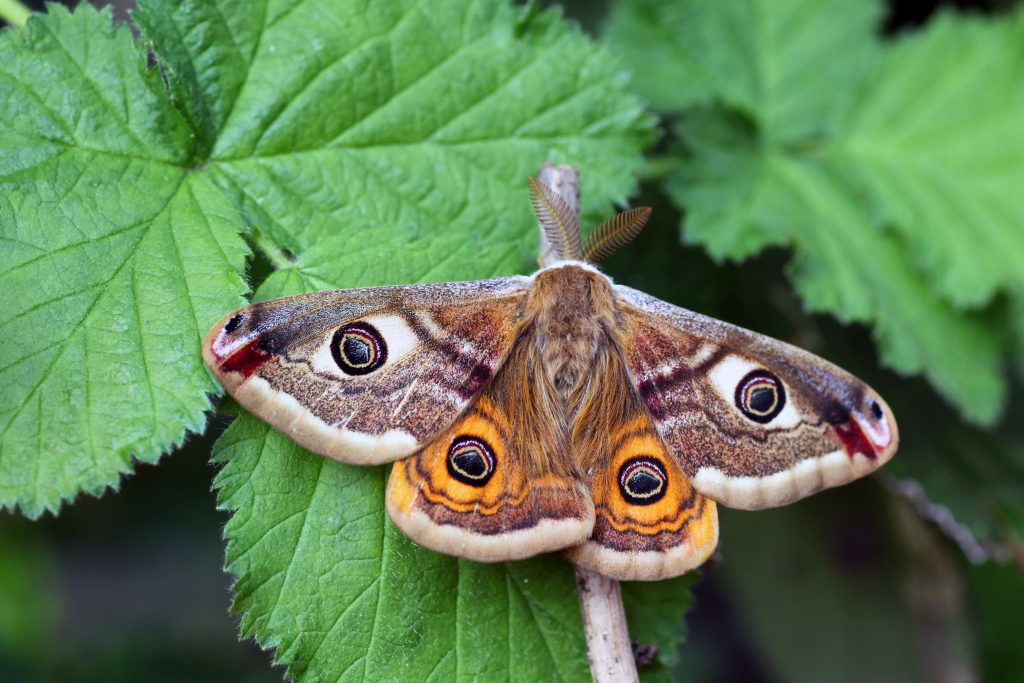 Happy National Moth Week! - Eco18
