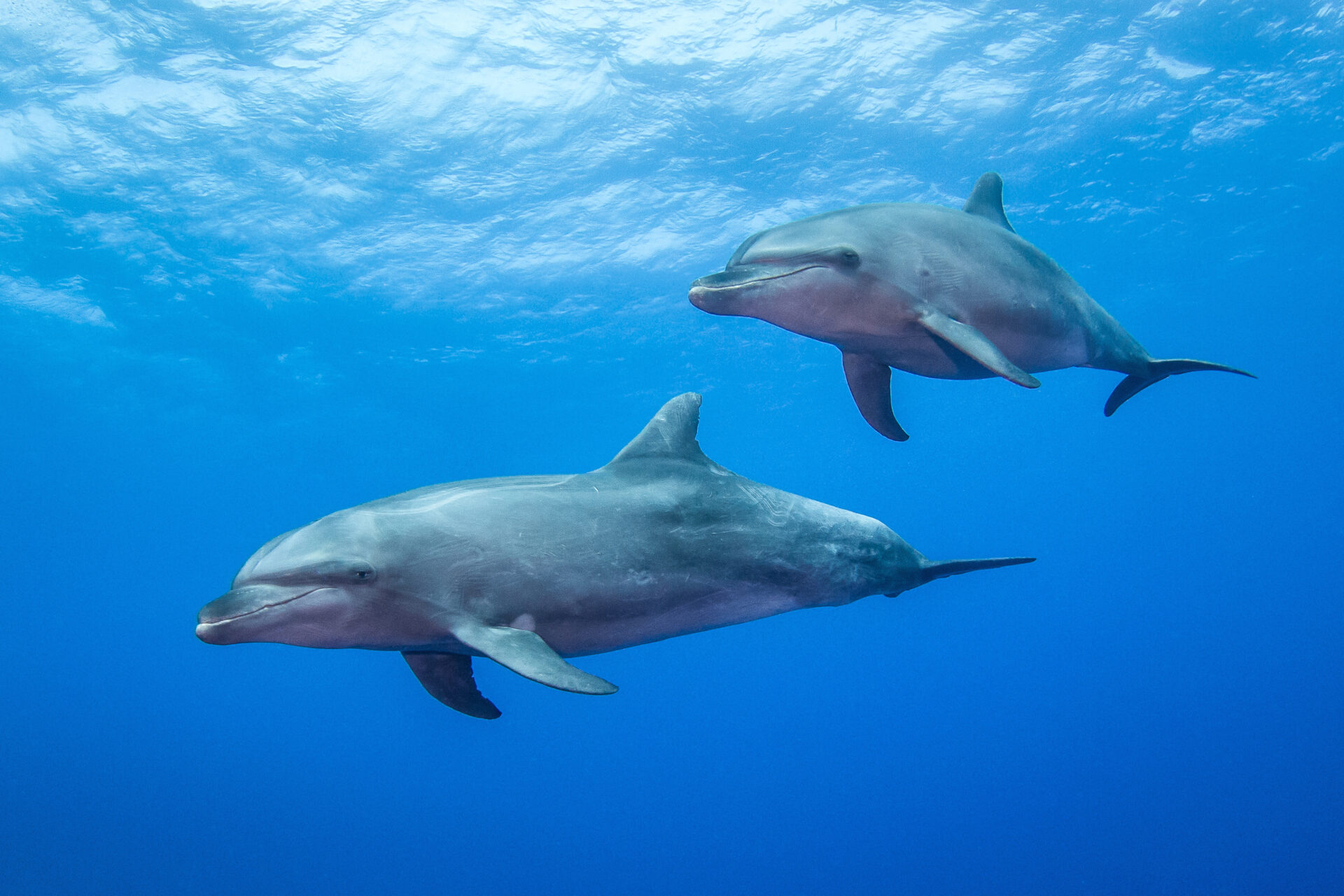 Today is World Whale and Dolphin Day! What to Know About these ...