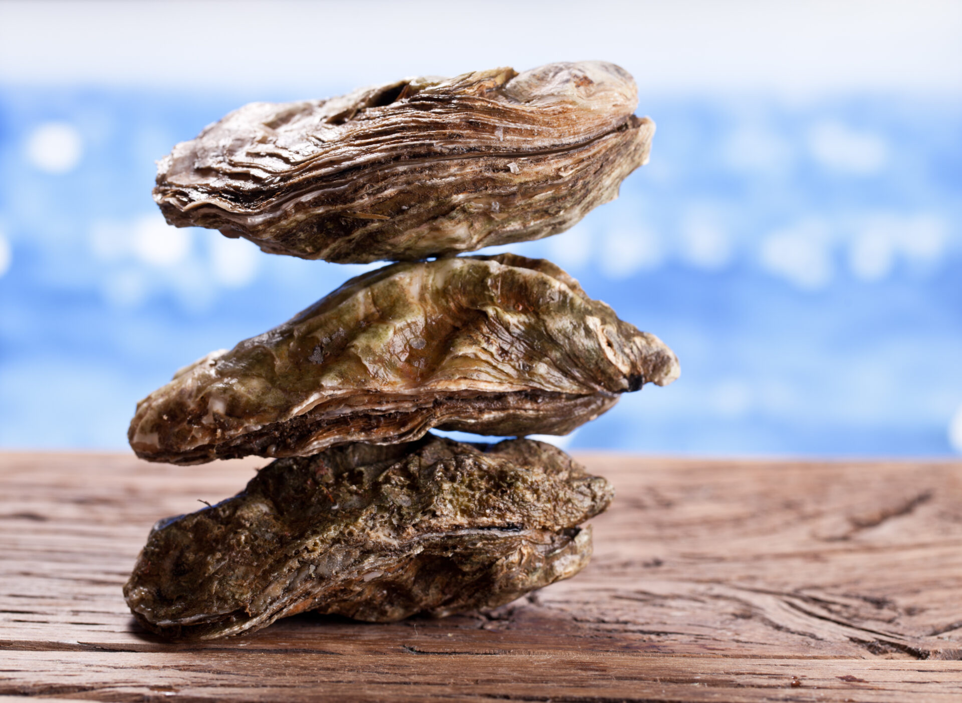 Seaweed & Oysters to Save the Sea - Eco18
