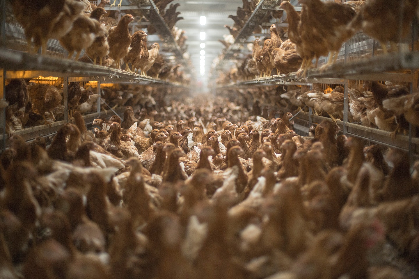 The Solution to Factory Farming is Multi-Faceted: How to Honor National ...