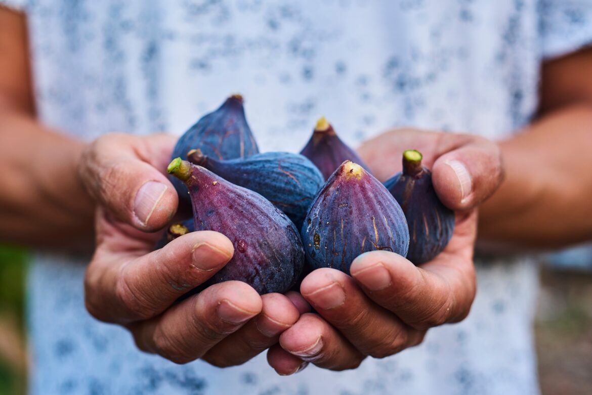The Fascinating Truth About Fig Wasps (Plus 5 Recipes to Celebrate ...