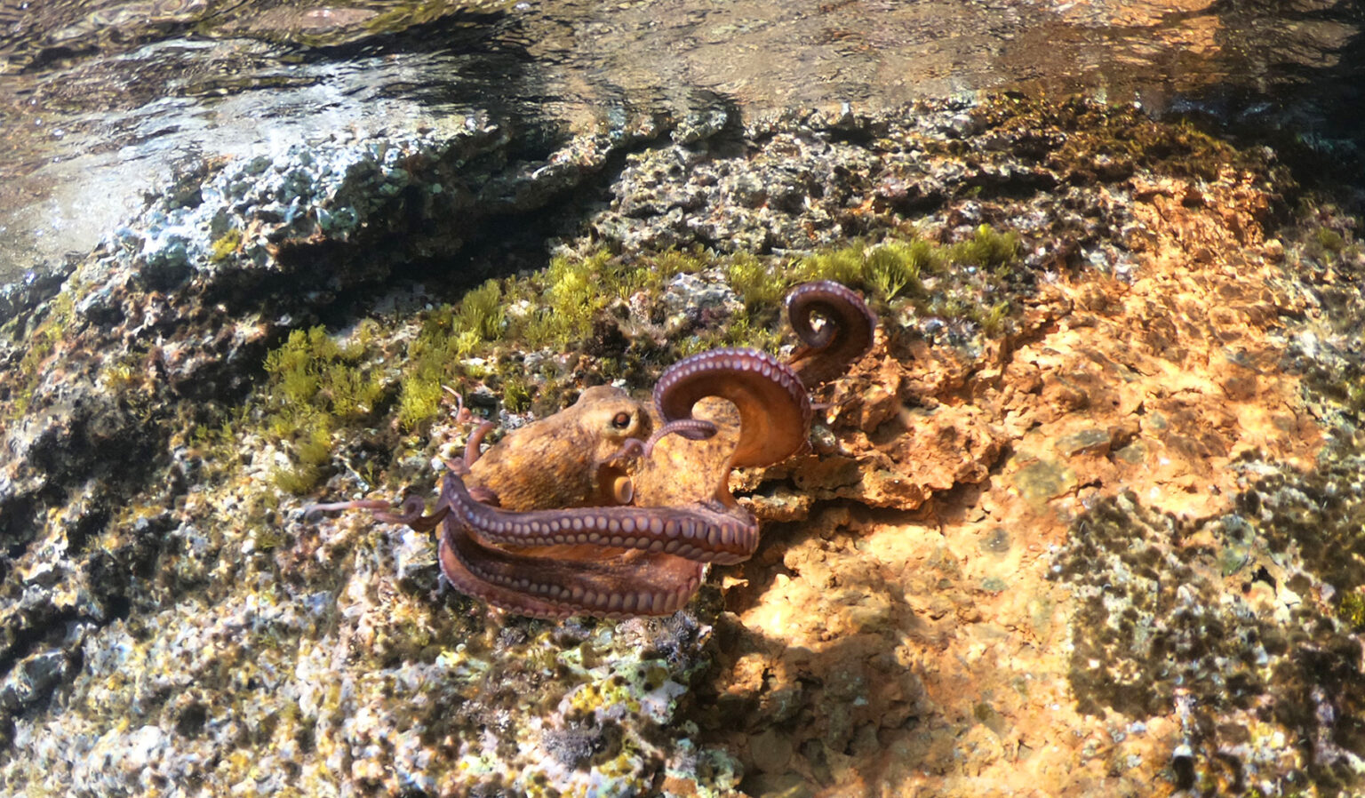 Celebrating World Octopus Day: An Ode to Ocean Geniuses - Eco18