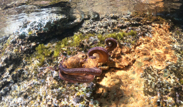 Celebrating World Octopus Day: An Ode to Ocean Geniuses - Eco18