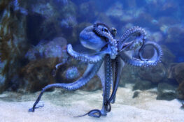 Celebrating World Octopus Day: An Ode to Ocean Geniuses - Eco18