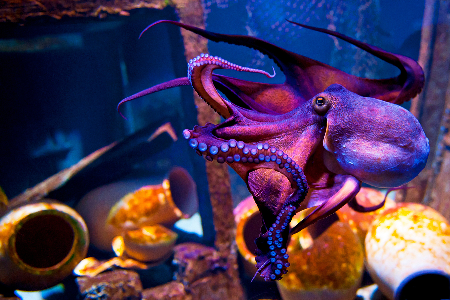 Celebrating World Octopus Day: An Ode to Ocean Geniuses - Eco18